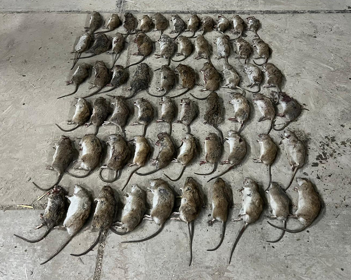 Rat Hunters - Rat Hunters